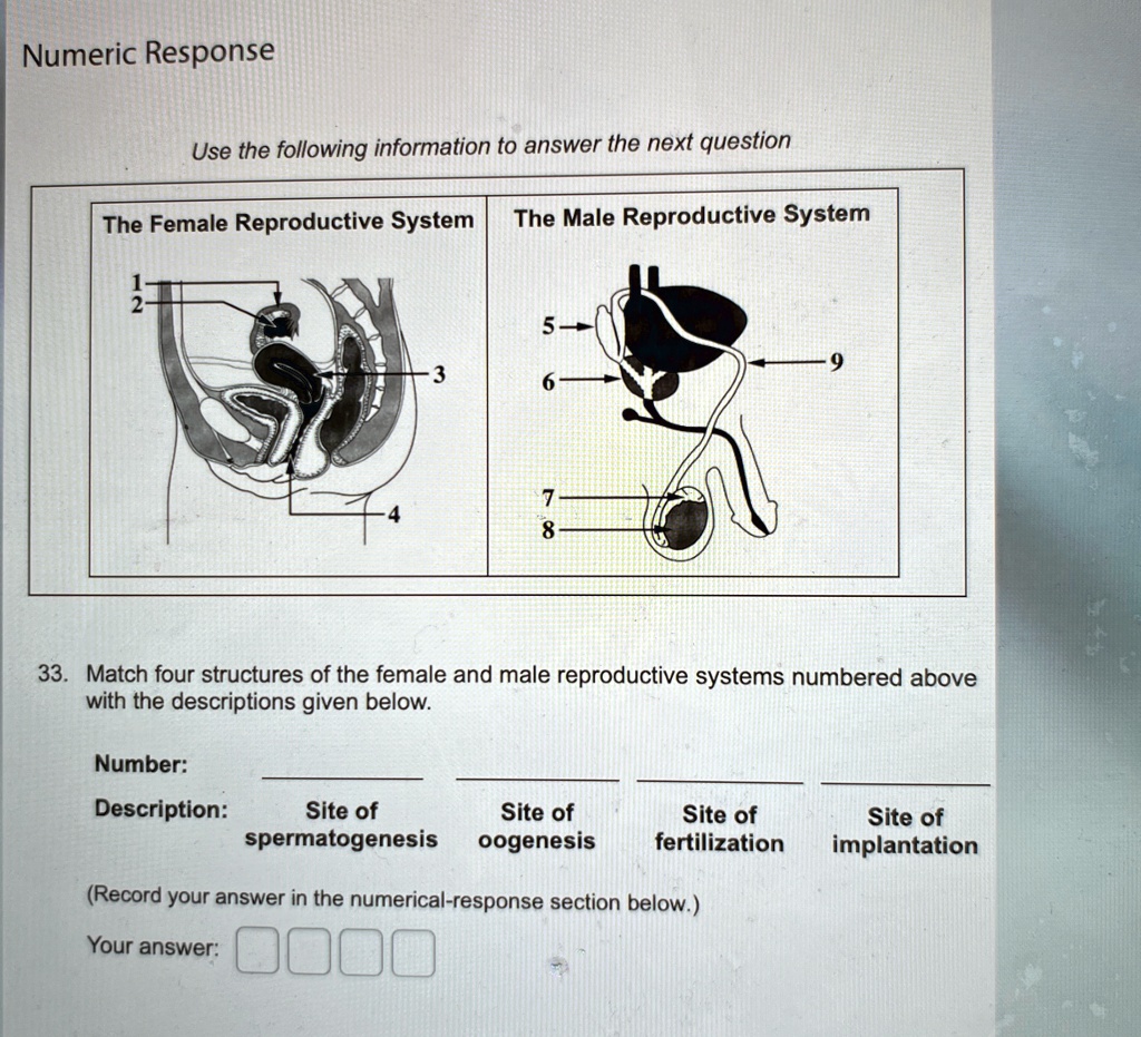 Match four structures of the female and male reproductive systems ...