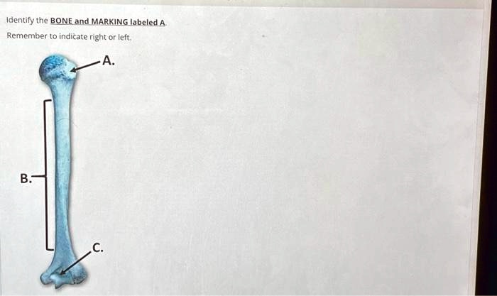 [GET ANSWER] Identify the BONE and MARKING labeled A. Remember to indicate right or left. A. B. C.