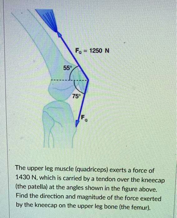 SOLVED: IFal 1250 N 1559 1758 The upper leg muscle (quadriceps) exerts ...