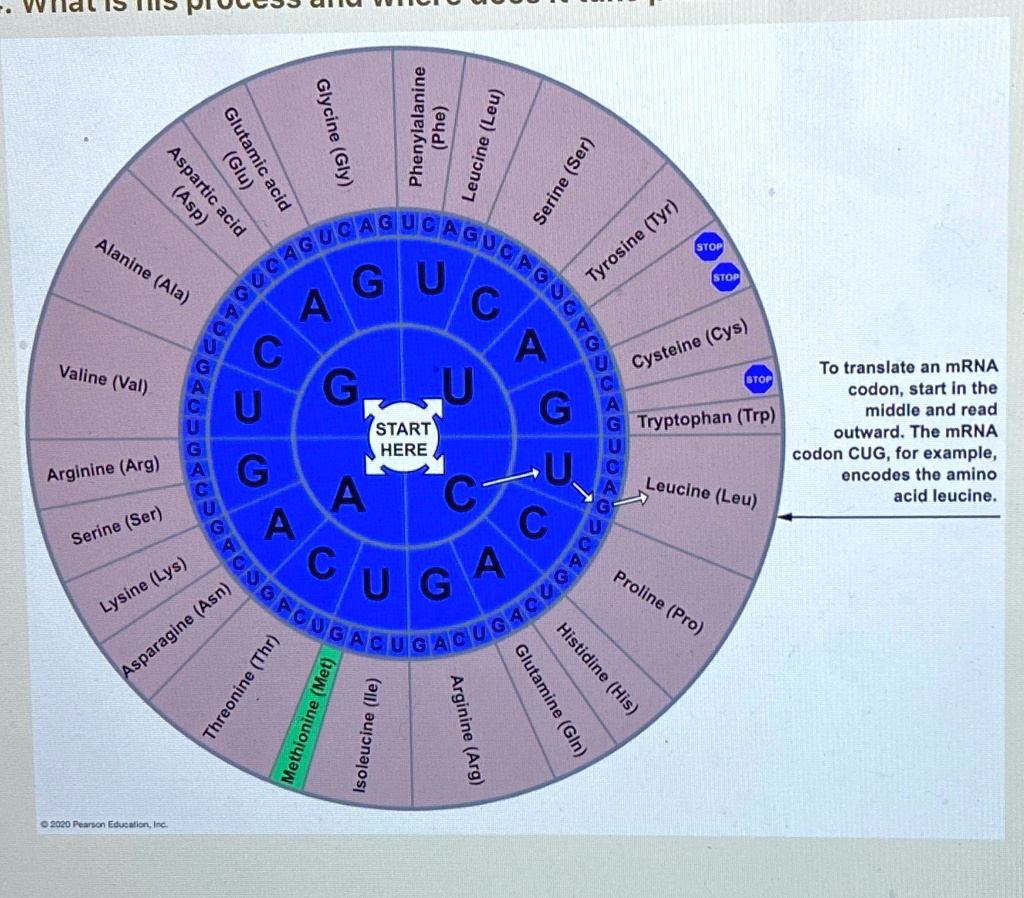 SOLVED: CGA CAA GAA CAT TCC 1. Complementary strand: Using the DNA sequence I gave you above ...