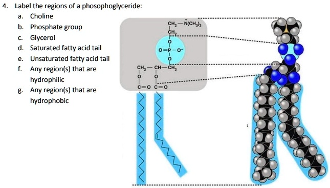 4. Label the regions of a phosophoglyceride: a. Choline b. Phosphate ...