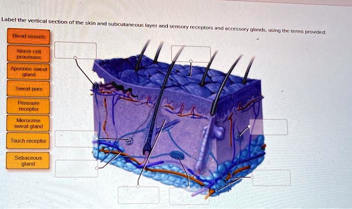 label the vertical section of the skin and subcutaneous layer and ...