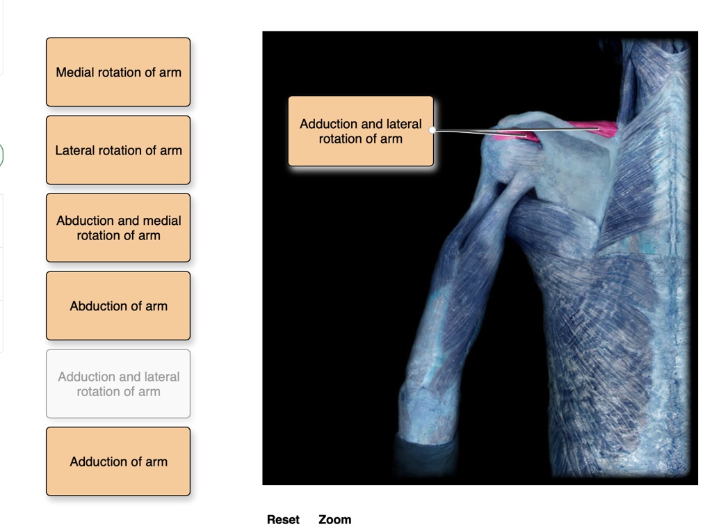 Medial rotation of arm Lateral rotation of arm Adduction and...