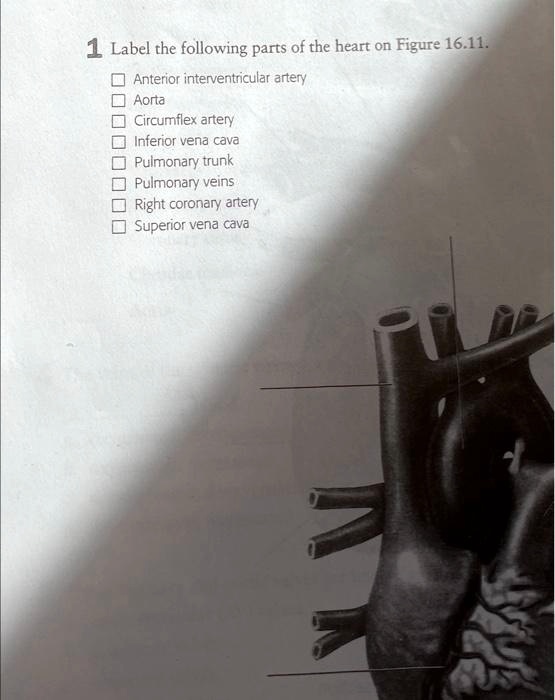1 Label the following parts of the heart on Figure 16.11. Anterior ...