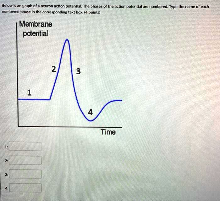 below is an graph of neuron action potential the phascs of the action ...
