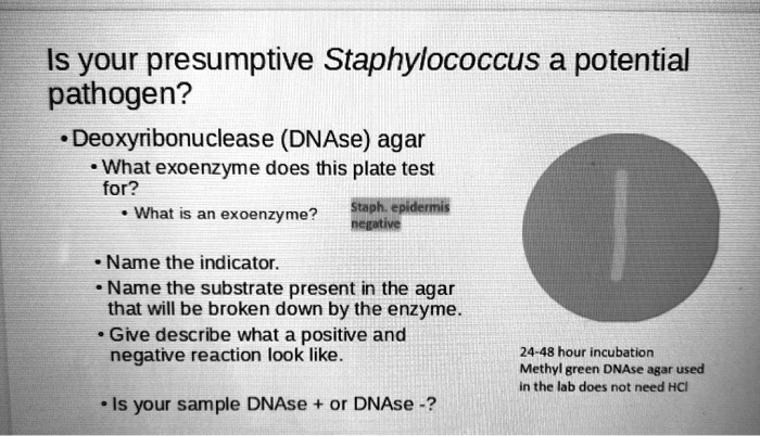 SOLVED: Is your presumptive Staphylococcus a potential pathogen ...