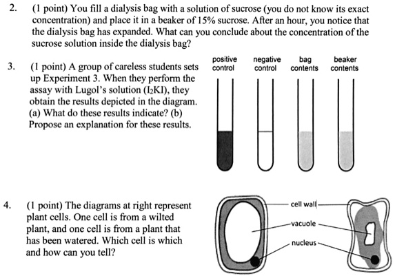 SOLVED: point) You fill dialysis bag with solution of sucrose (you do ...