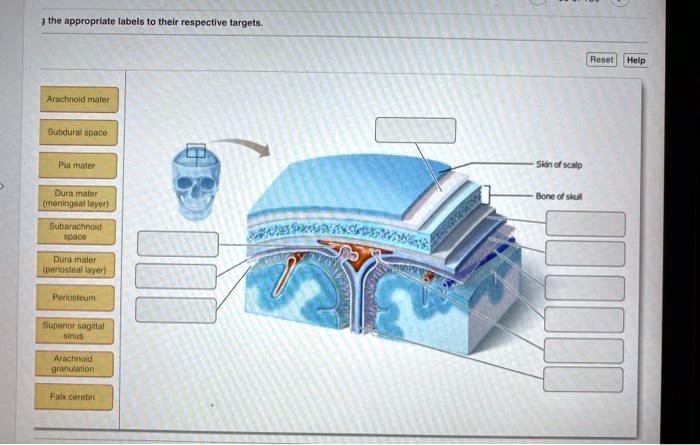 SOLVED: the appropriate labels to their respective targets. Roset [Help ...