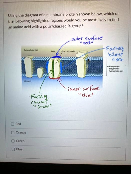 SOLVED: Using the diagram of a membrane protein shown below, which of ...