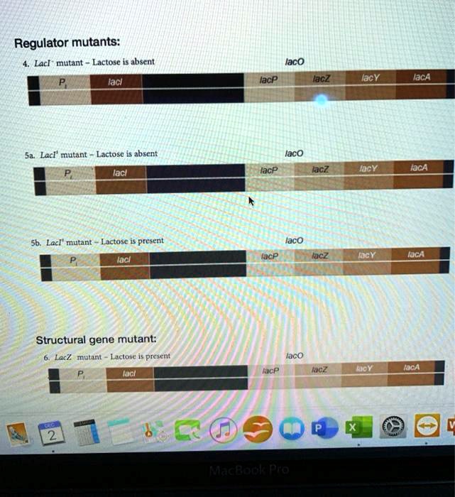 SOLVED: Regulator mutants: LacI - mutant Lactose absent LacO IacI LacP ...