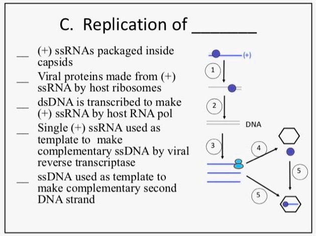 c replication of ssrnas packaged inside capsids viral proteins made ...