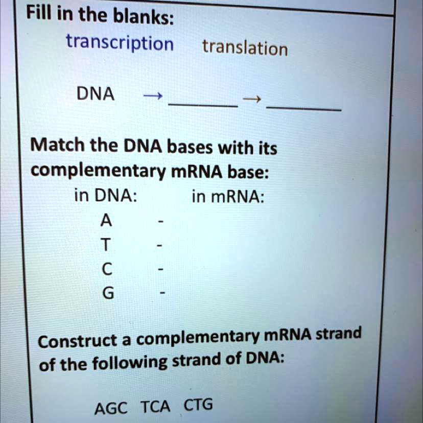 SOLVED: 'Fill in the blanks: transcription translation DNA Match the ...