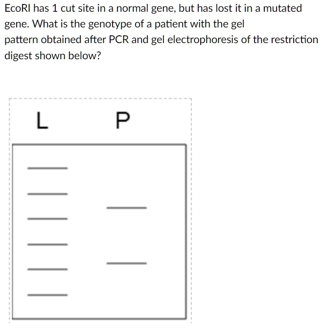 EcoRI has 1 cut site in a normal gene, but has lost it in a mutated ...