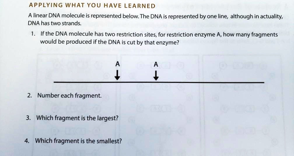 applying what you have learned a linear dna molecule is represented ...