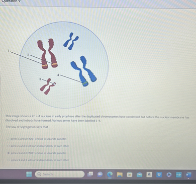 the image shows a 2n 4 nucleus in early prophase after the duplicated ...