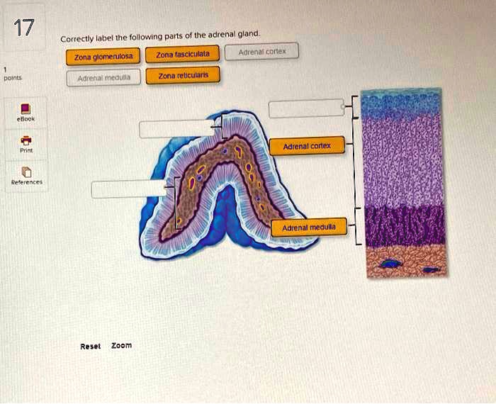 Solved 17 N Correctly Label The Following Parts Of The Adrenal Gland Zona Fasciculata Adrenaf