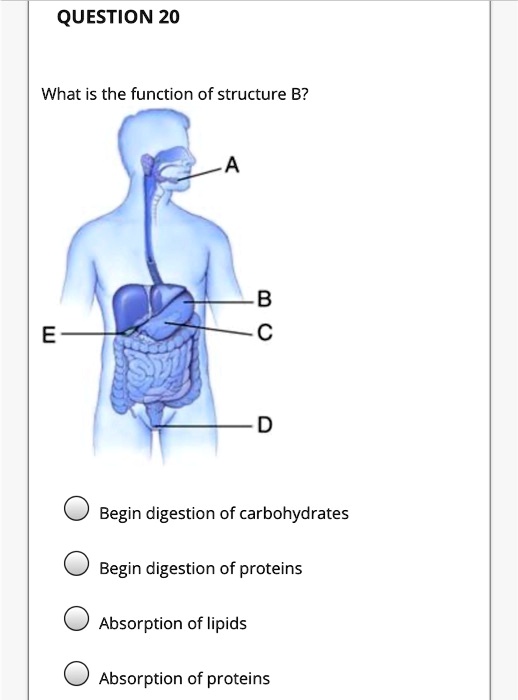 SOLVED: QUESTION 20 What is the function of structure B? Begin ...