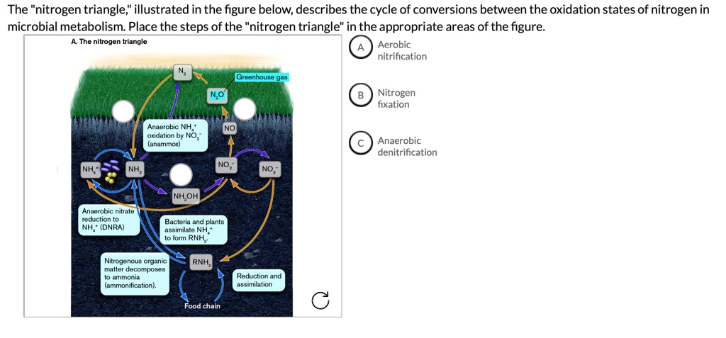 the nitrogen triangle illustrated in the figure below describes the ...