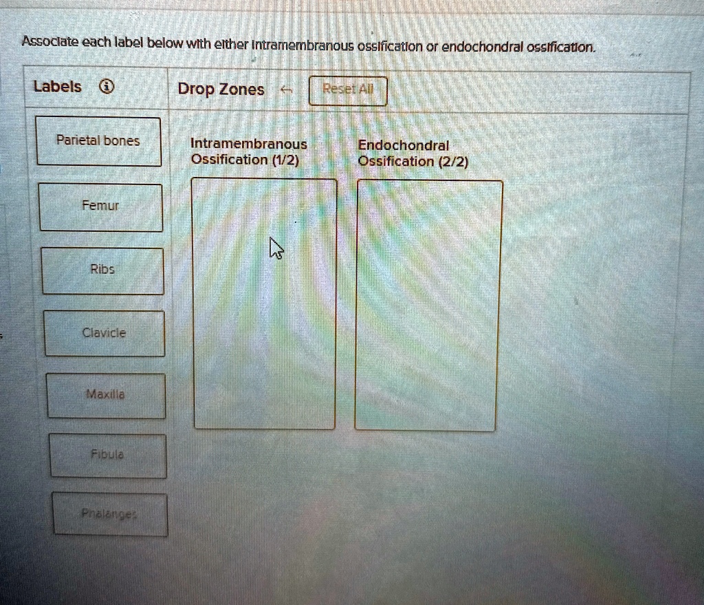 Associate each label below with either Intramembranous ossification or ...