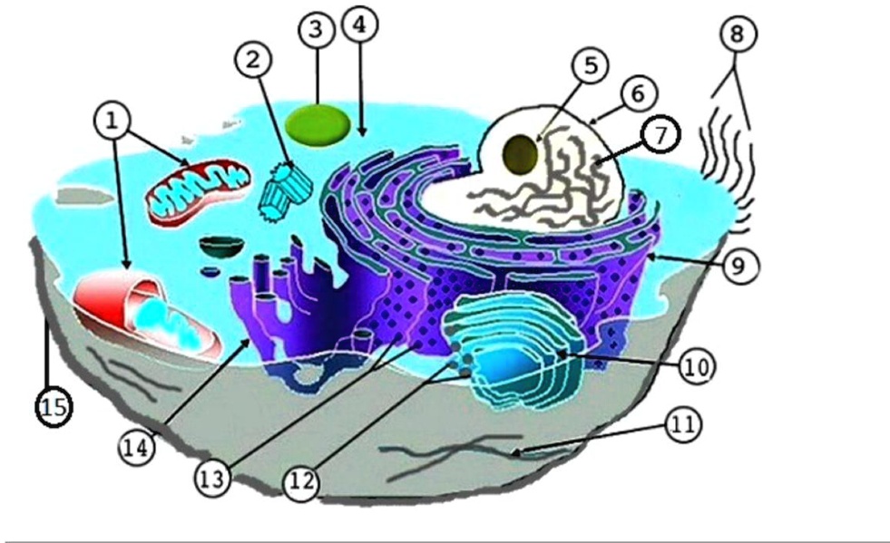 SOLVED: 'Label the animal cell diagram given below SOLVED: 'Label the animal cell diagram given below
