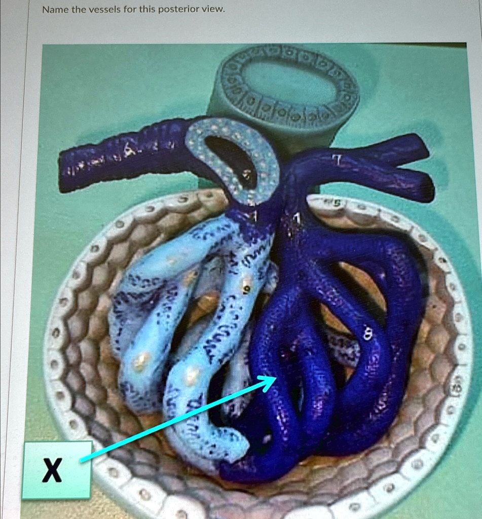 name the vessels for this posterior view name the vessels for this ...