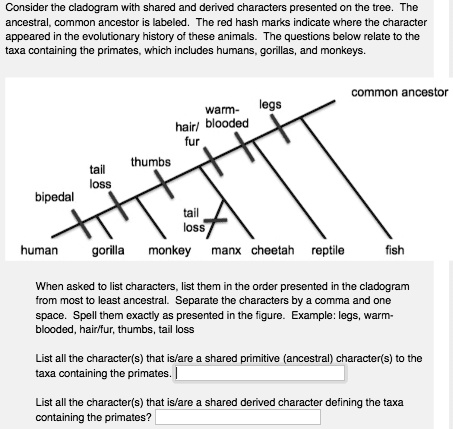 SOLVED: Consider the cladogram with shared and derived characters ...