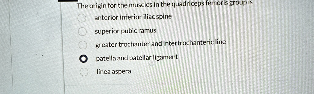 The origin for the muscles in the quadriceps femoris group is anterior ...