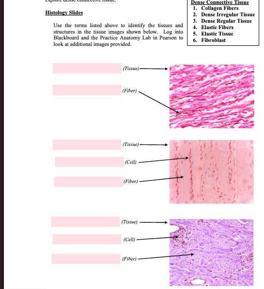 Loose Connective Tissue Slide Loose Connective Tissue Slide