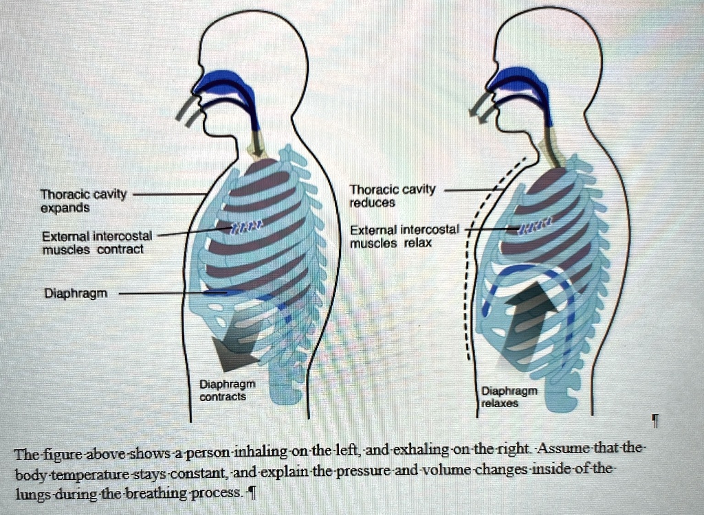 thoracic cavity expands external intercostal muscles contract diaphragm ...