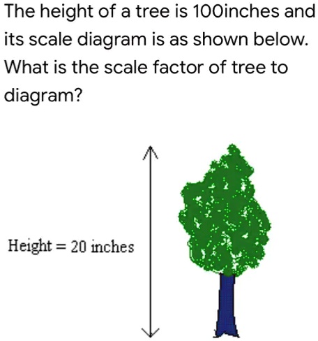 SOLVED: The height of a tree is 100 inches and its scale diagram is as ...