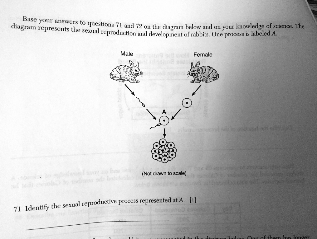 SOLVED: The diagram represents the sexual reproduction and development ...