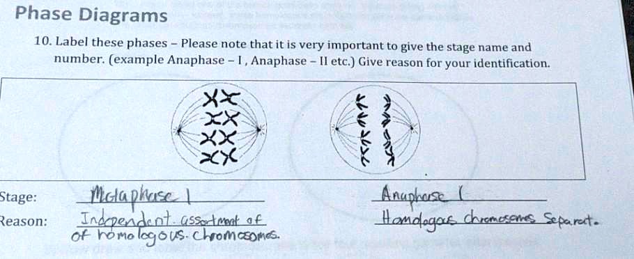 SOLVED: Phase Diagrams 10. Label these phases. Please note that it is ...