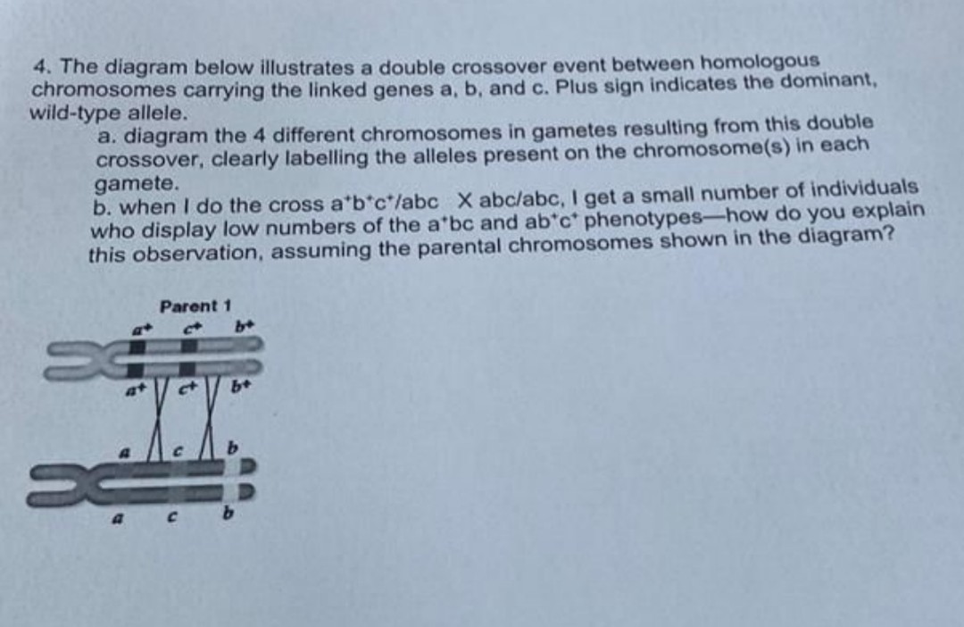 4. The diagram below illustrates a double crossover event between ...