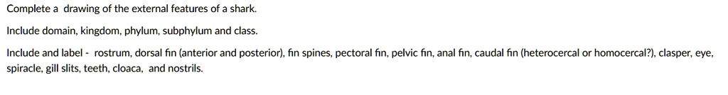 SOLVED: Complete drawing of the external features of a shark Include ...