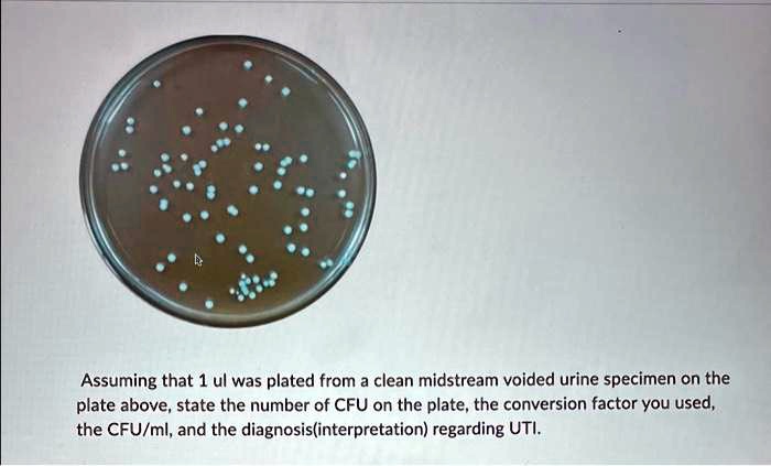 Assuming that 1 ul was plated from a clean midstream voided urine ...