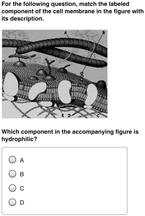 SOLVED: For the following question; match the labeled component of the ...