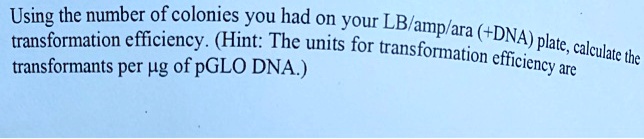 SOLVED: Using the number of colonies you had on your LB/amp/ara transformation efficiency: (Hint ...