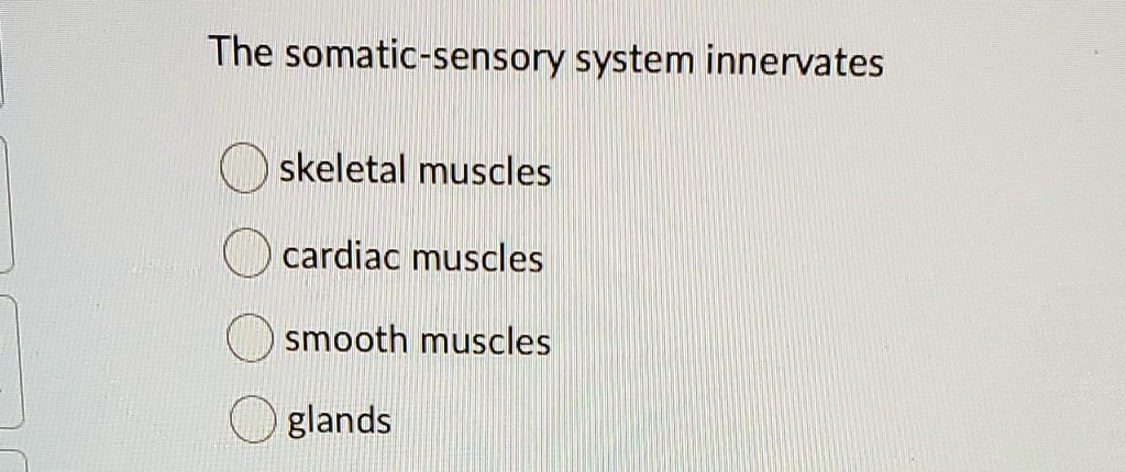 SOLVED: Smooth muscles The somatic-sensory system innervates ...