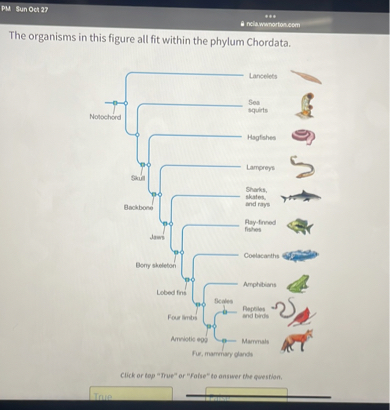 Sun Oct 27 frelawimoritonesm The organisms in this figure all fit ...