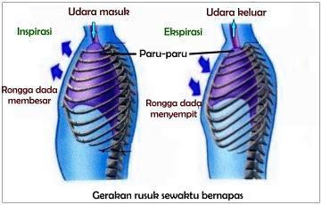 SOLVED: Perhatikan gambar berikut ketika kamu menarik napas dan ...
