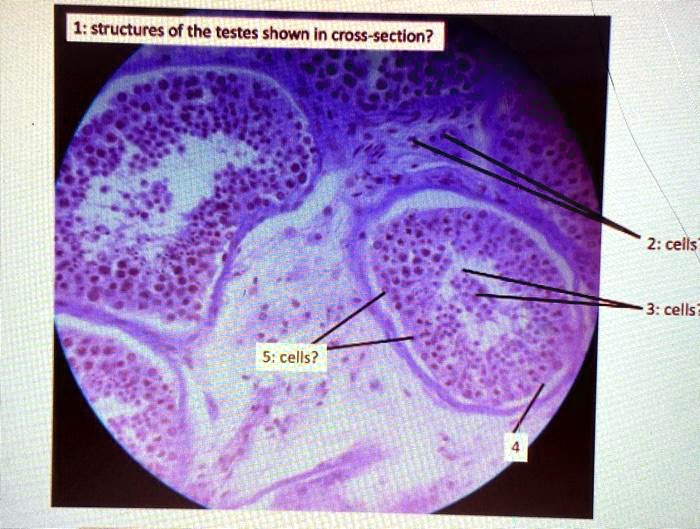 1. Structures of the testes shown in cross-section. 2. Cells. 3. Cells ...