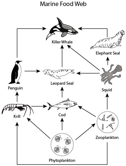 SOLVED: 'Which type of organism is missing from the food web seen in ...