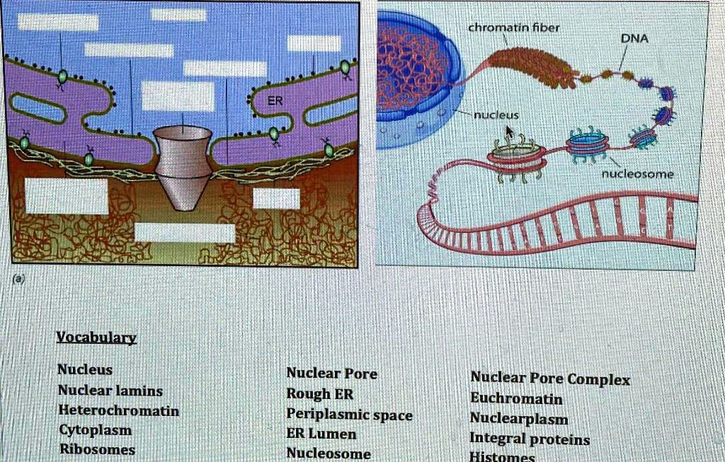 SOLVED: Text: Label the diagram with the correct information Chromatin ...