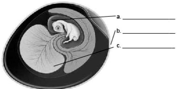 'This diagram is of an amniote egg. What is the correct label for A in ...