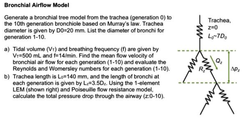 SOLVED: Bronchial Airflow Model Generate a bronchial tree model from ...