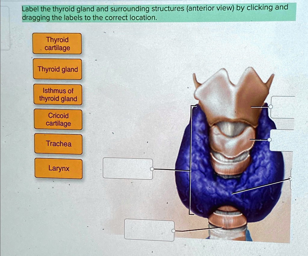 Label the thyroid gland and surrounding structures (anterior view) by ...