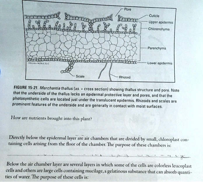 SOLVED:Pore Culicle broquon tm Upper cpidermis Chlorenchyna Parenchyrna ...