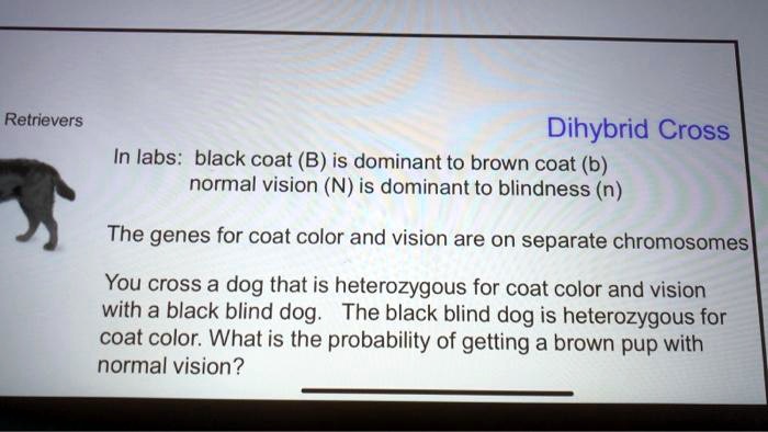 SOLVED: Retrievers Dihybrid Cross In labs: black coat (B) is dominant ...