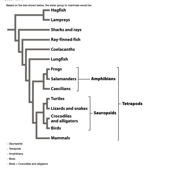 SOLVED: The tree shown below represents the evolutionary relationships ...