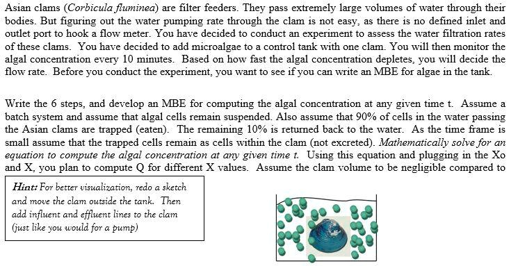 Asian clams (Corbicula fluminea) are filter feeders. They pass extremely large volumes of water ...